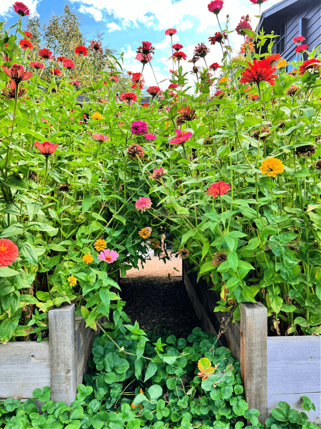 How to Make Zinnias Bloom More : A Beginners Guide to Pinching ...
