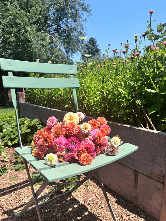 When To Plant Zinnia Seeds - Method, Zone, & Bloom Time Tips » Grow ...